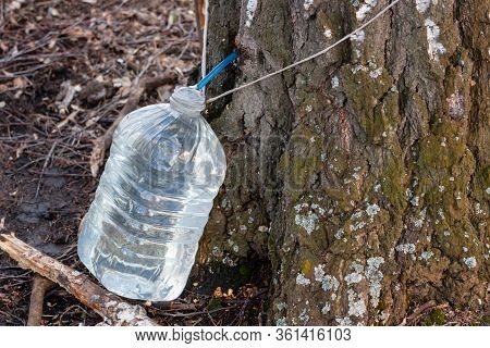 Collection Birch Sap Image & Photo (Free Trial) | Bigstock