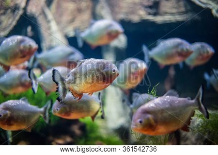 Bright Fish Sharp Image & Photo (Free Trial) | Bigstock