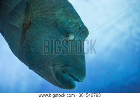Large Fish Huge Eyes Image & Photo (Free Trial) | Bigstock