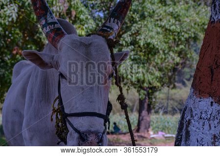 Indian White Bull Image & Photo (Free Trial) | Bigstock