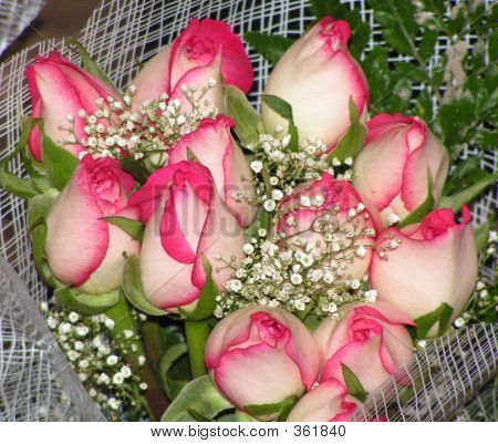 Two Tone Pink Roses Image & Photo (Free Trial) | Bigstock