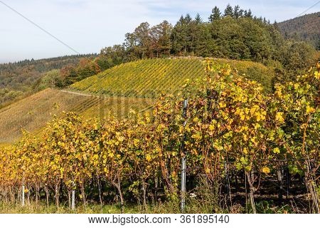 Varnhalt Vineyard Image & Photo (Free Trial) | Bigstock