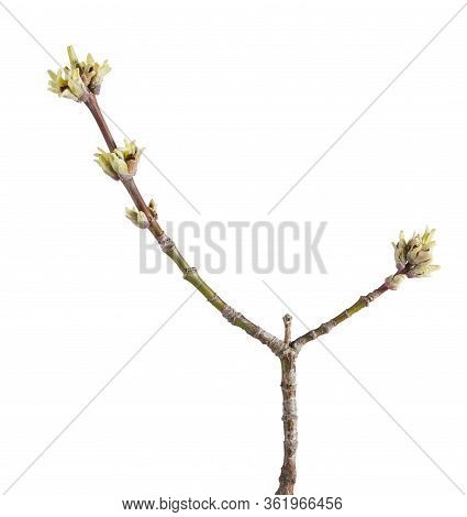 Ash Tree (fraxinus Sp Image & Photo (Free Trial) | Bigstock