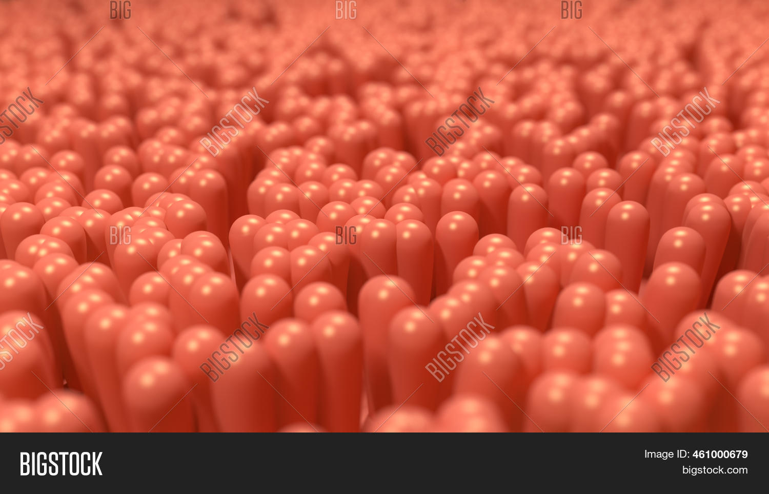 Intestinal Villi. Image & Photo (Free Trial) | Bigstock
