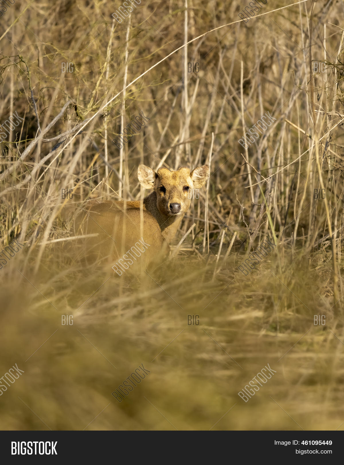 Indian Hog Deer Axis Image & Photo (Free Trial) | Bigstock