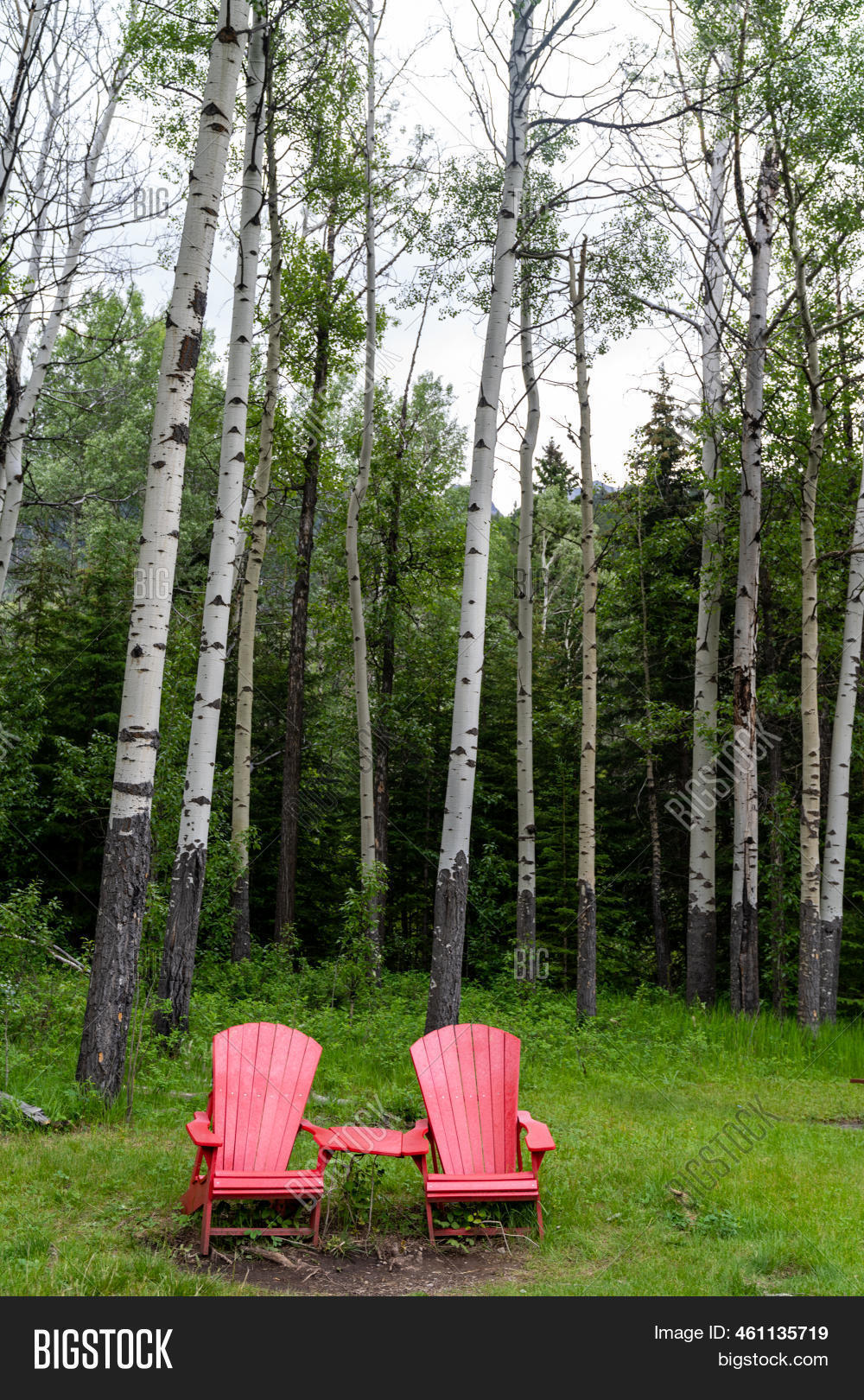 Grove Birch Trees Image & Photo (Free Trial) | Bigstock