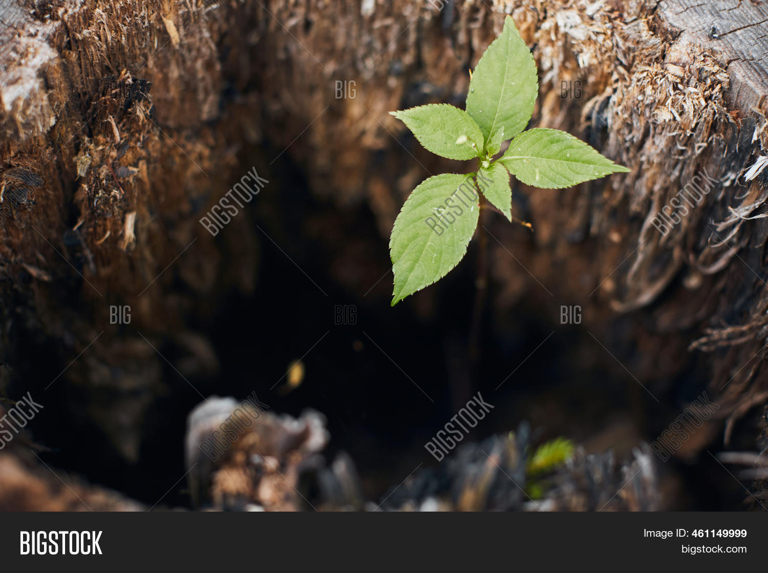 Stump Which New Sprout Image & Photo (Free Trial) | Bigstock