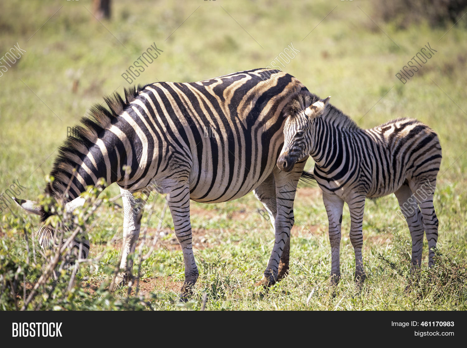 Zebra Cub Watching Image & Photo (Free Trial) | Bigstock