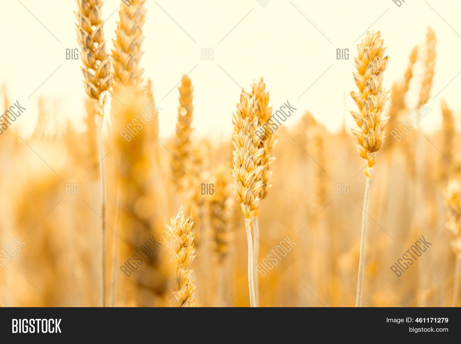 Wheat Field Golden Rye Image & Photo (Free Trial) | Bigstock