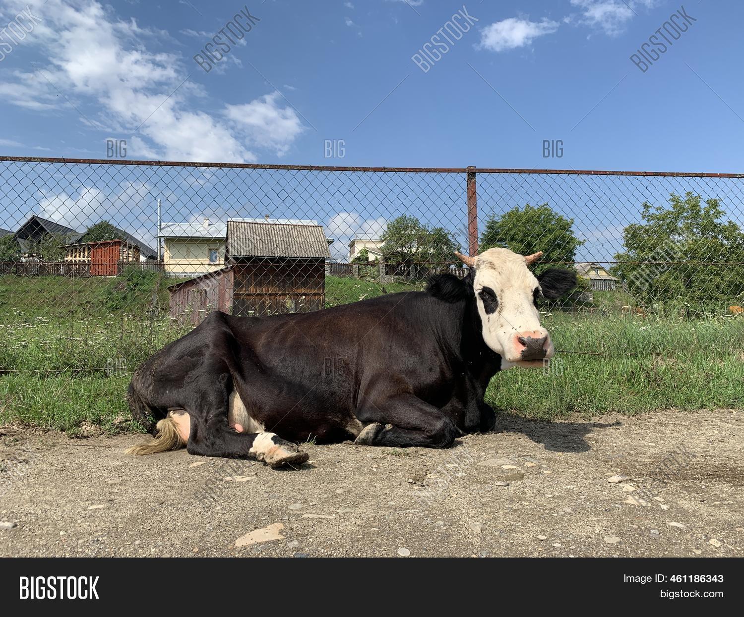 One Cow Lies On Green Image & Photo (Free Trial) | Bigstock