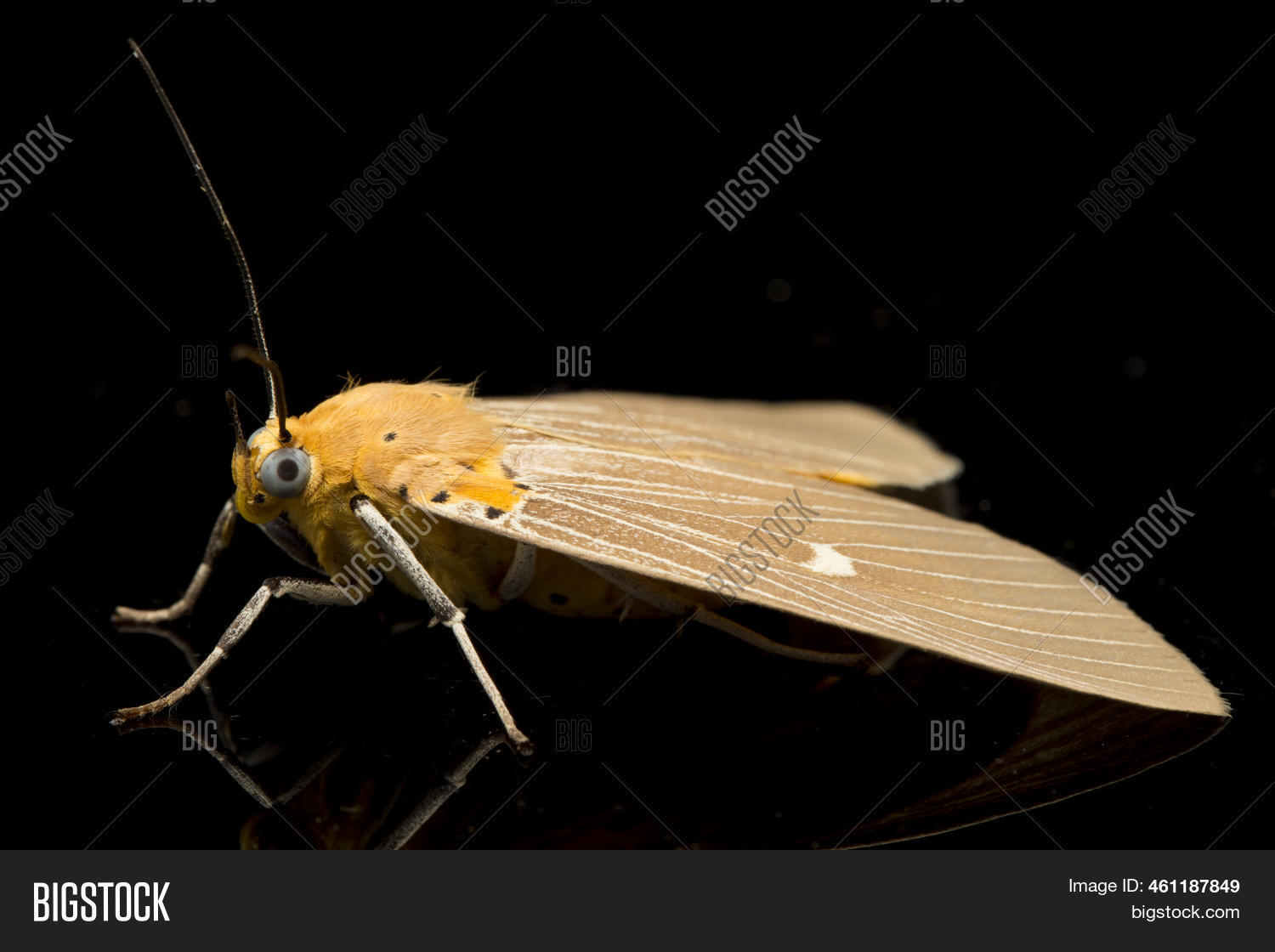 Asota Heliconia Moth Image & Photo (Free Trial) | Bigstock