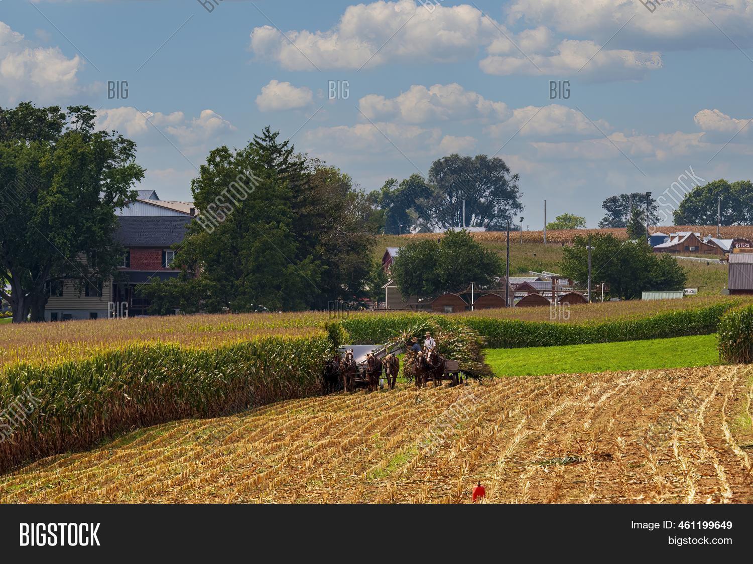 View Amish Harvesting Image & Photo (Free Trial) | Bigstock