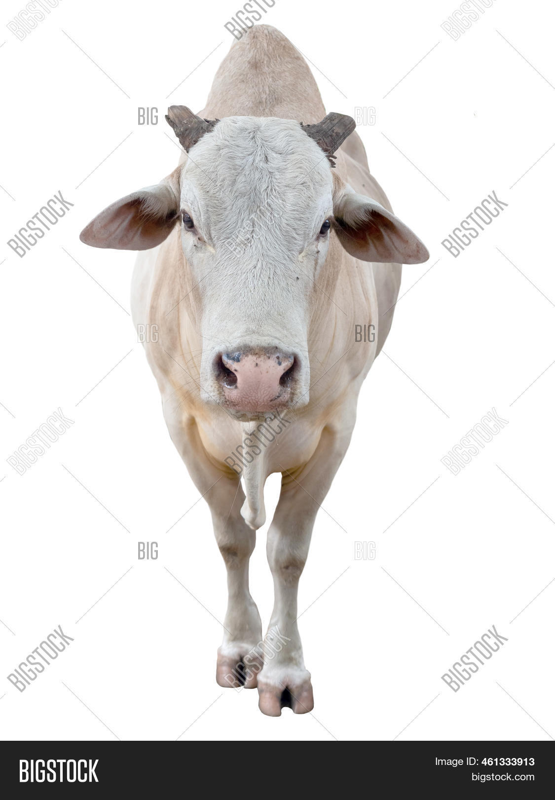 Cow Cut Off On Both Image & Photo (Free Trial) | Bigstock