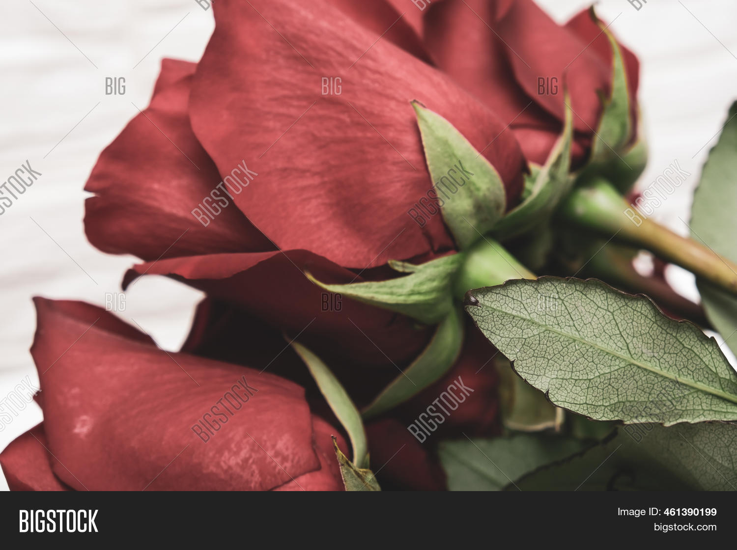 Funeral Red Roses Image & Photo (Free Trial) | Bigstock