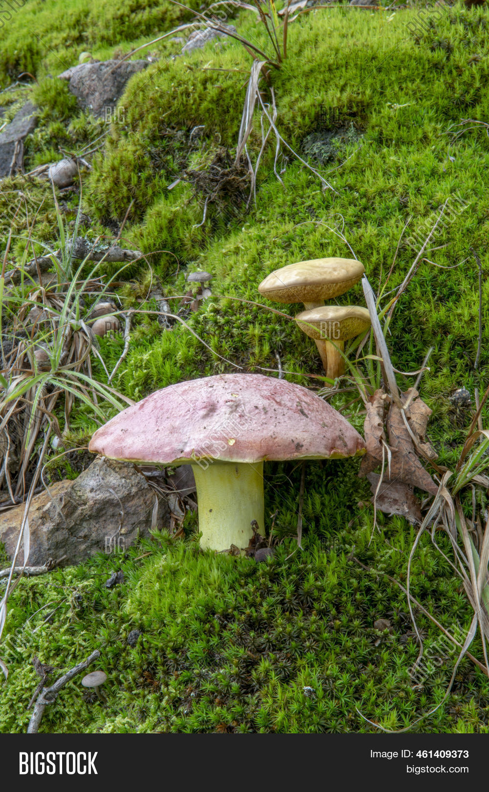 Butyriboletus Regius Image & Photo (Free Trial) | Bigstock