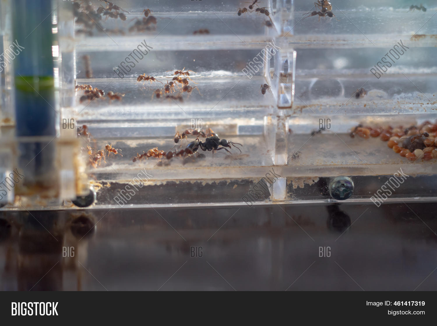 Ant Farm Colony Ants Image & Photo (Free Trial) | Bigstock