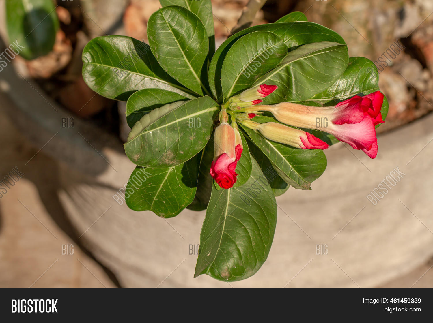 Close Flower Stalks Image & Photo (Free Trial) | Bigstock