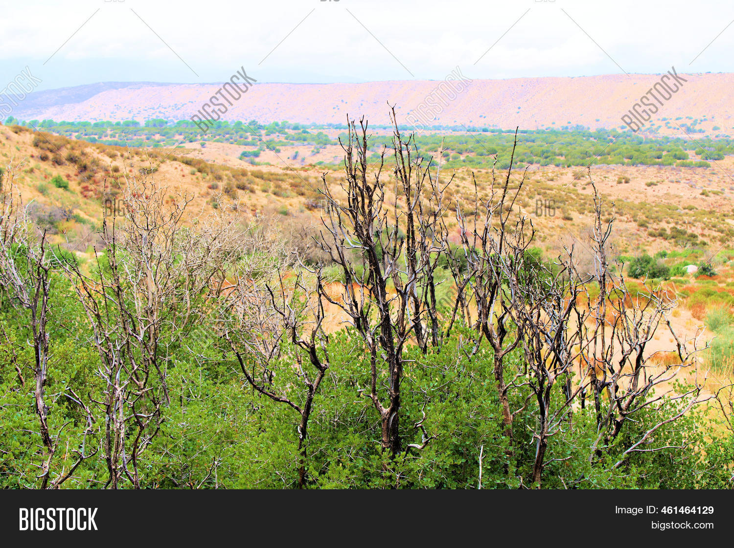 Old Growth Burnt Oak Image & Photo (Free Trial) | Bigstock