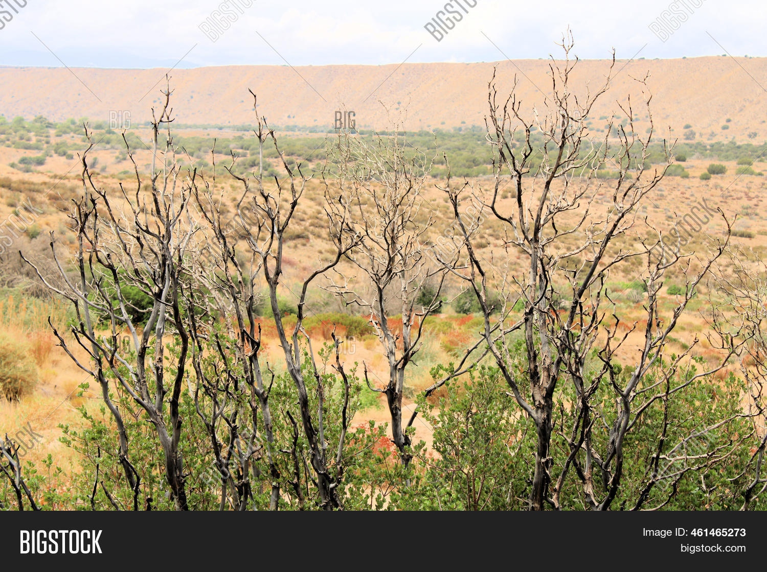 Burnt Branches On Old Image & Photo (Free Trial) | Bigstock