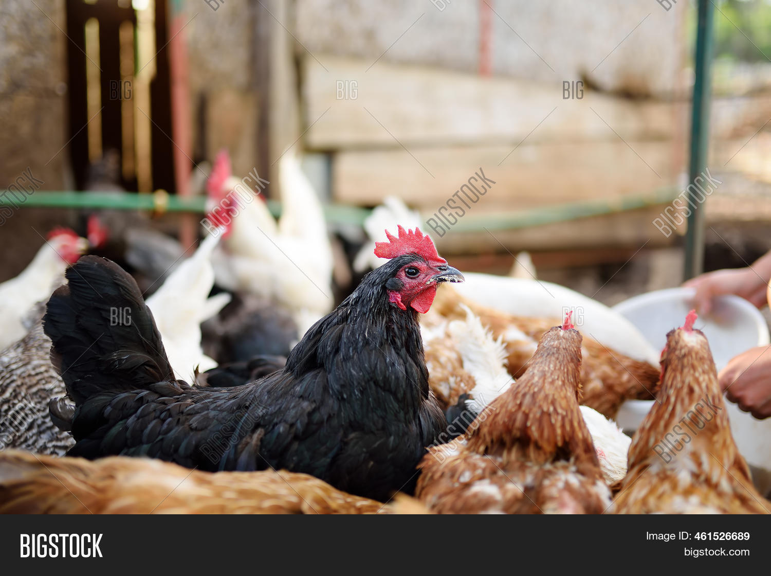 Chickens Roosters Image & Photo (Free Trial) | Bigstock