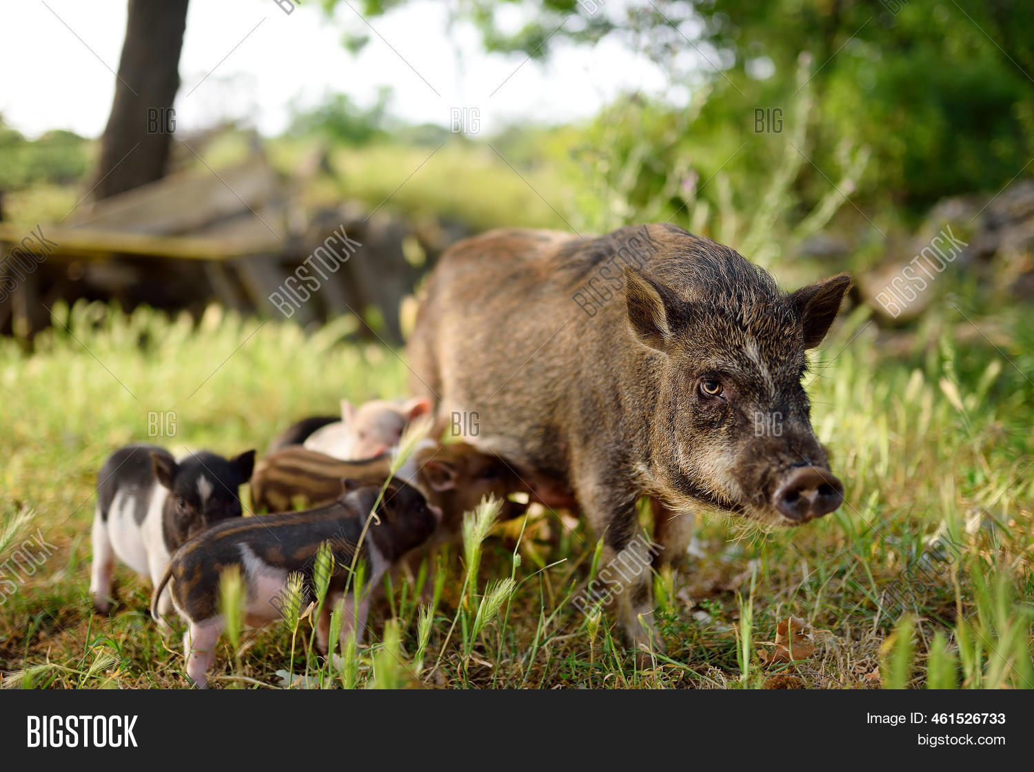 Large Pig Sow Breed Image & Photo (Free Trial) | Bigstock