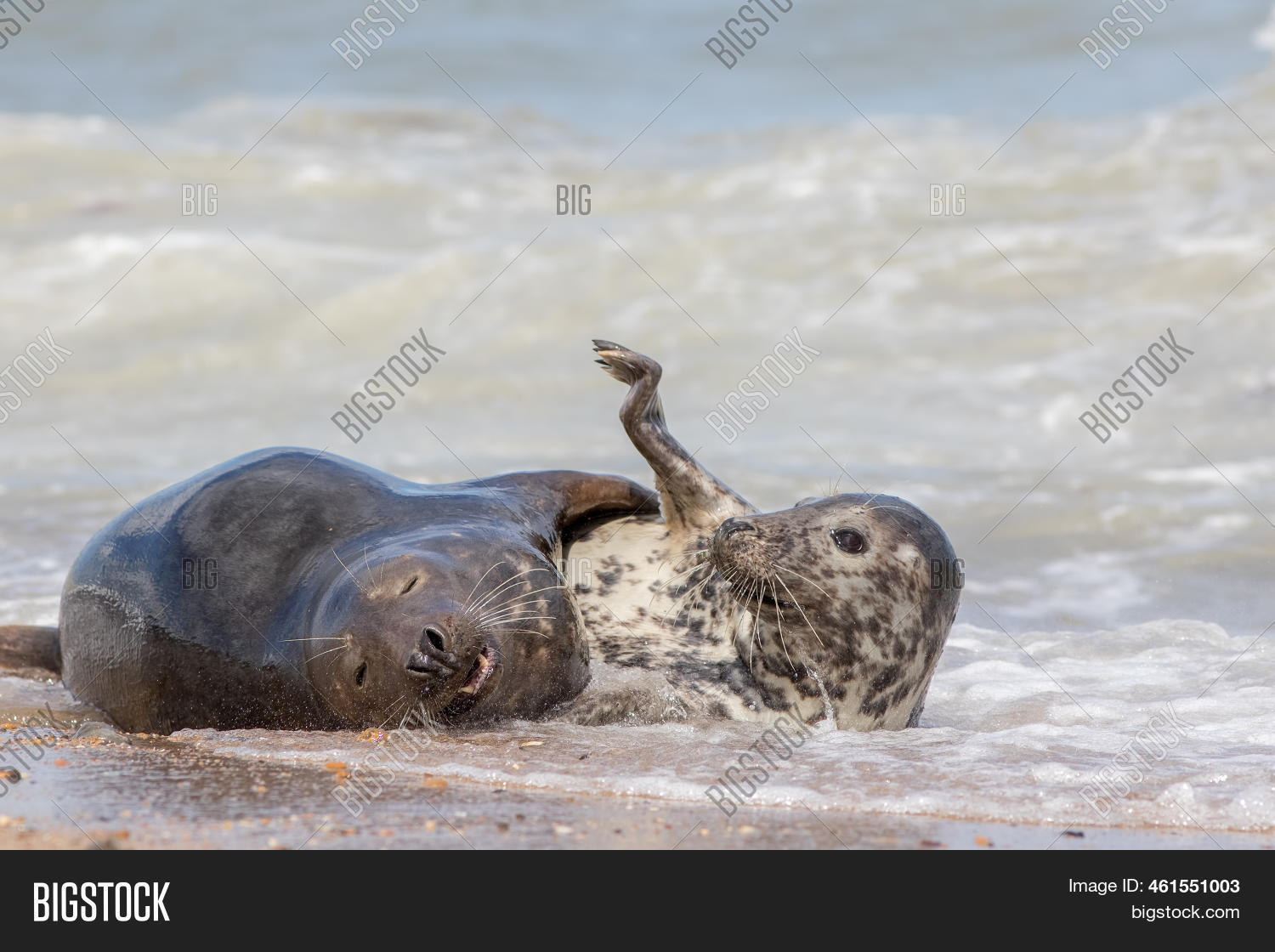 Grey Seals Mating. Image & Photo (Free Trial) | Bigstock