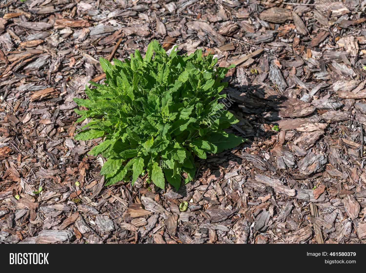 Small Green Bush Image & Photo (Free Trial) | Bigstock