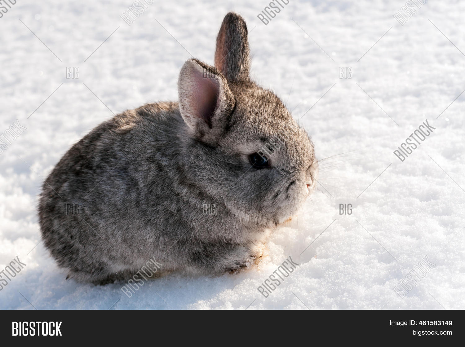 Cute Little Gray Image & Photo (Free Trial) | Bigstock