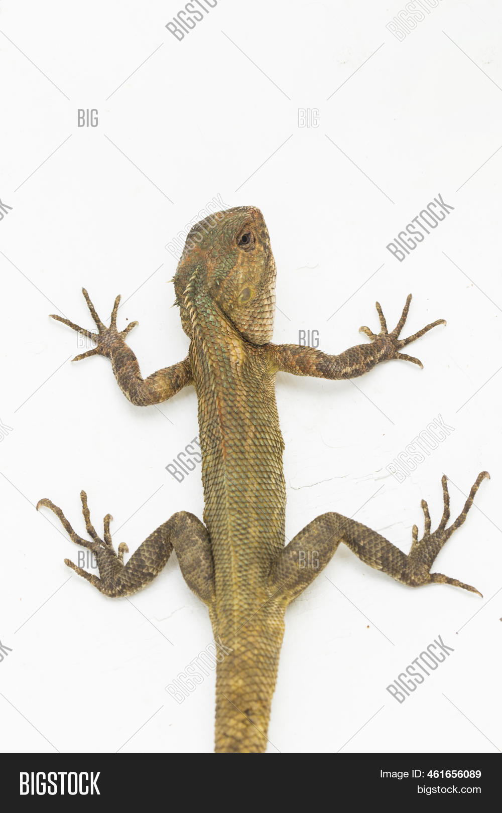 Calotes Versicolor