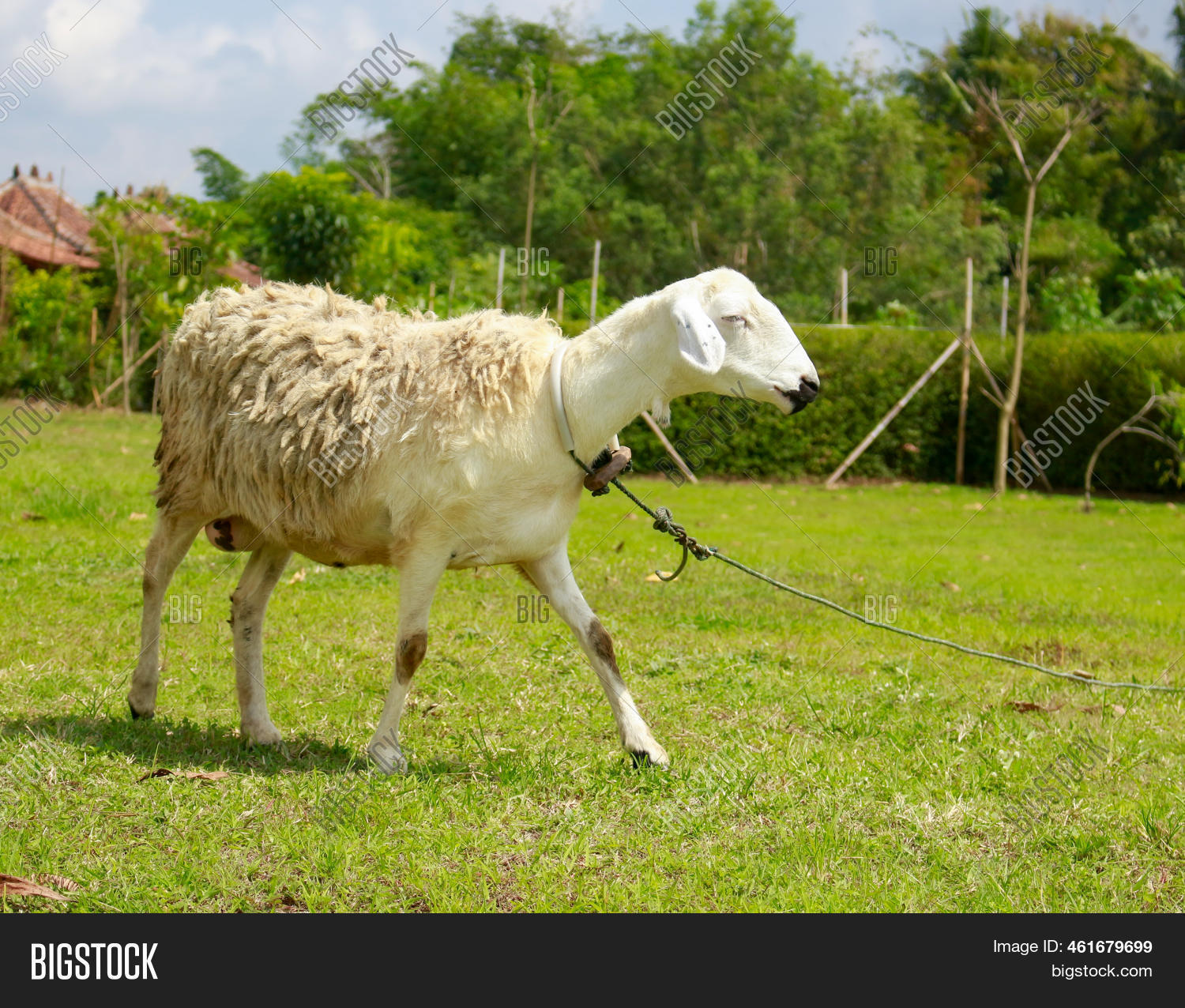 Lamb His Neck Tied Image & Photo (Free Trial) | Bigstock