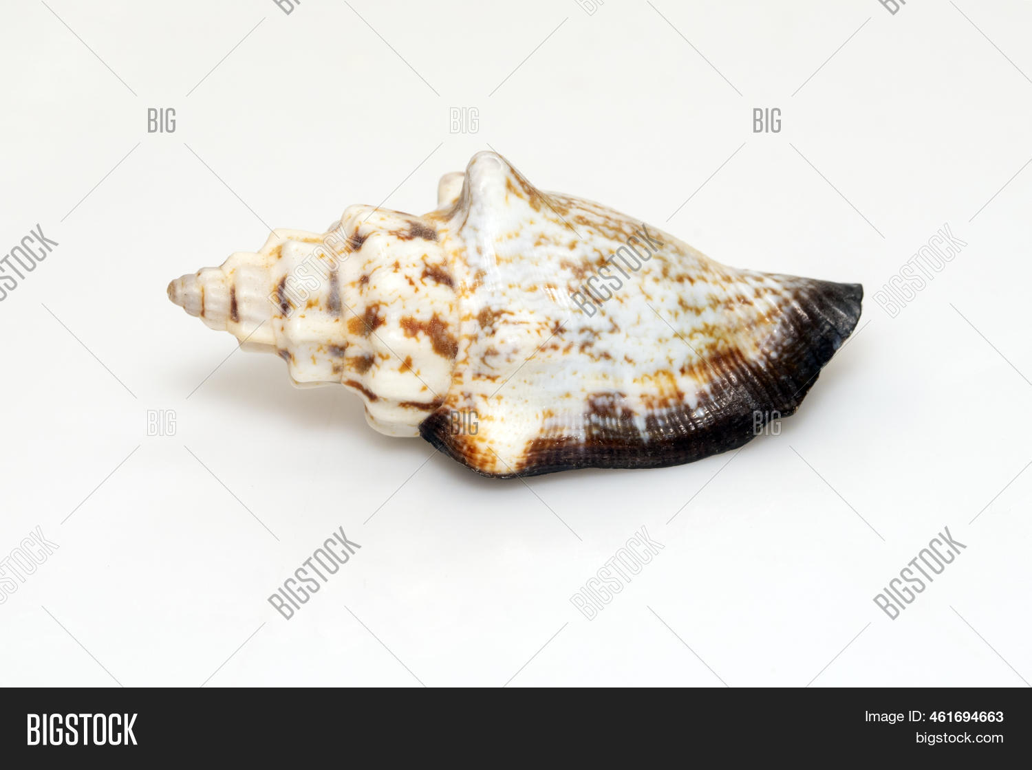 Image Canarium Urceus Image & Photo (Free Trial) | Bigstock
