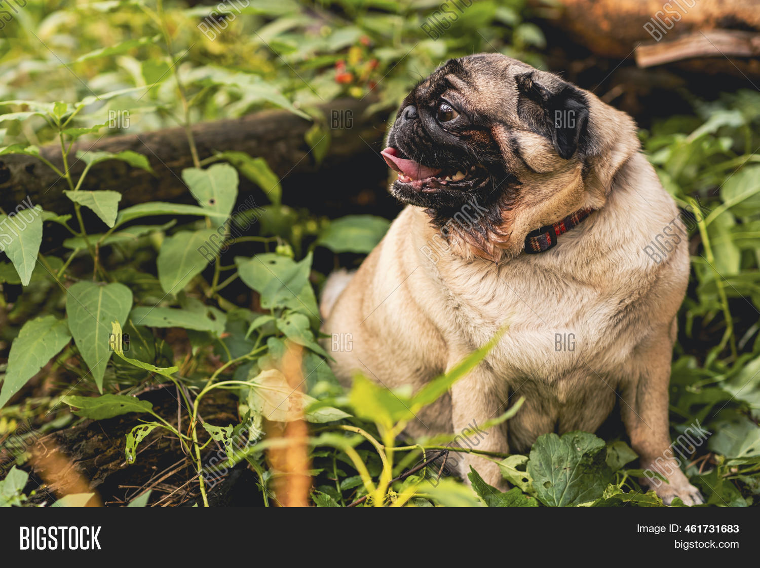 Pug Dog Open Mouth His Image & Photo (Free Trial) | Bigstock