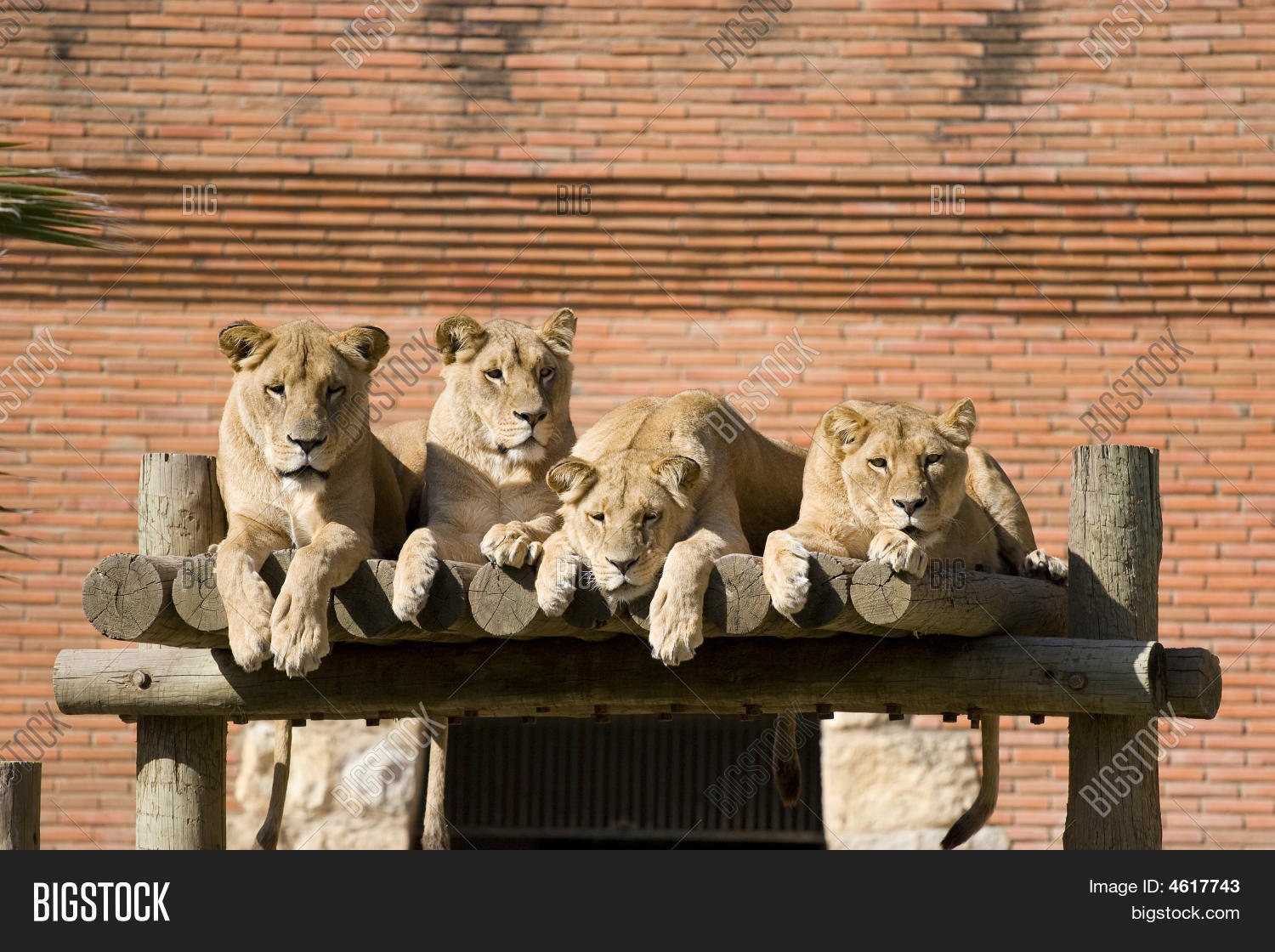 Pack Lions Image & Photo (Free Trial) | Bigstock
