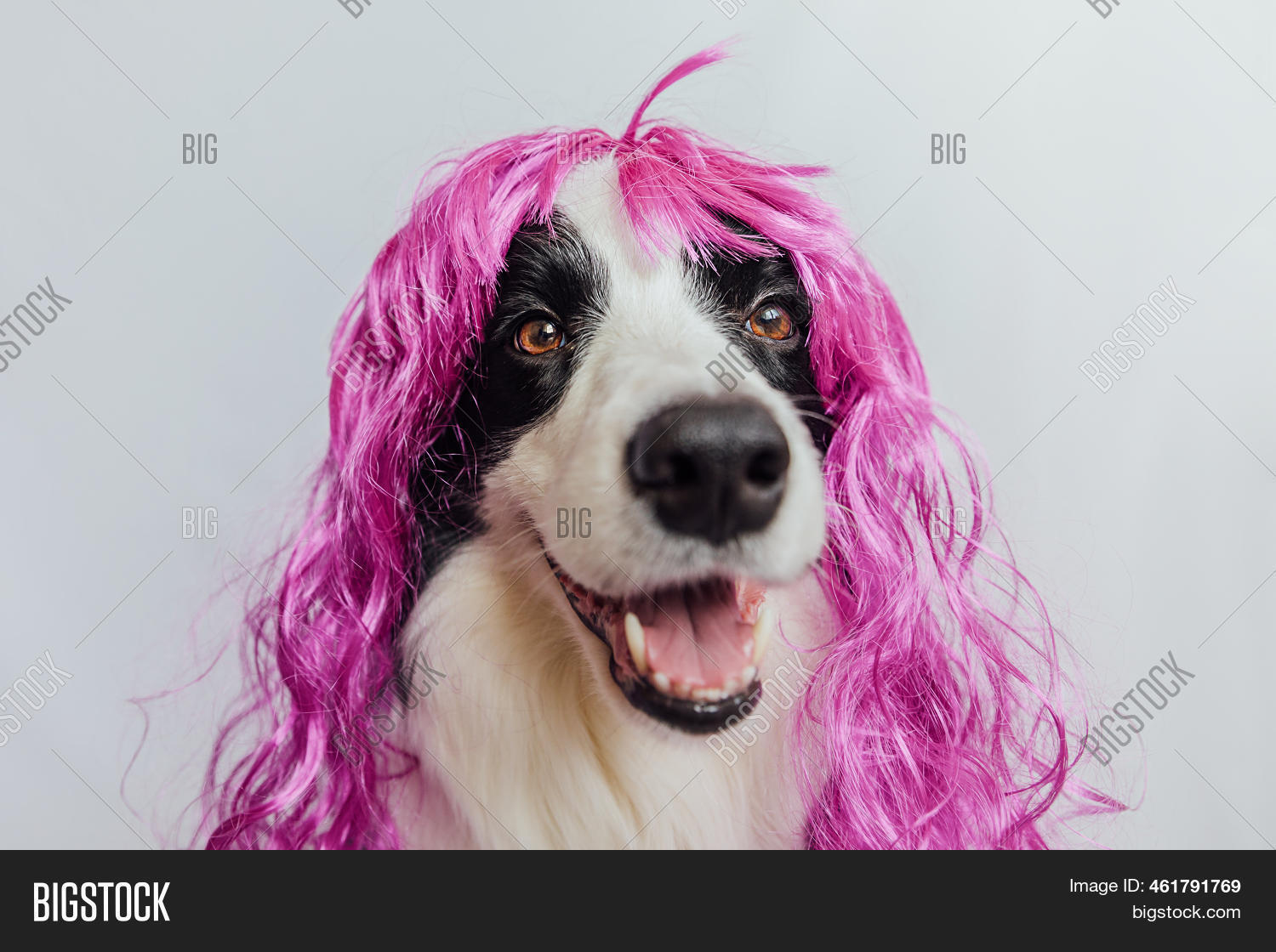 Pet Dog Border Collie Image & Photo (Free Trial) | Bigstock