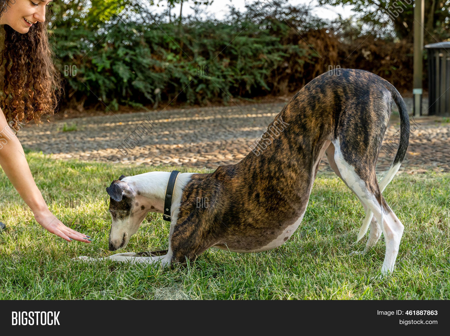 Beautiful Female Dog Image & Photo (Free Trial) | Bigstock