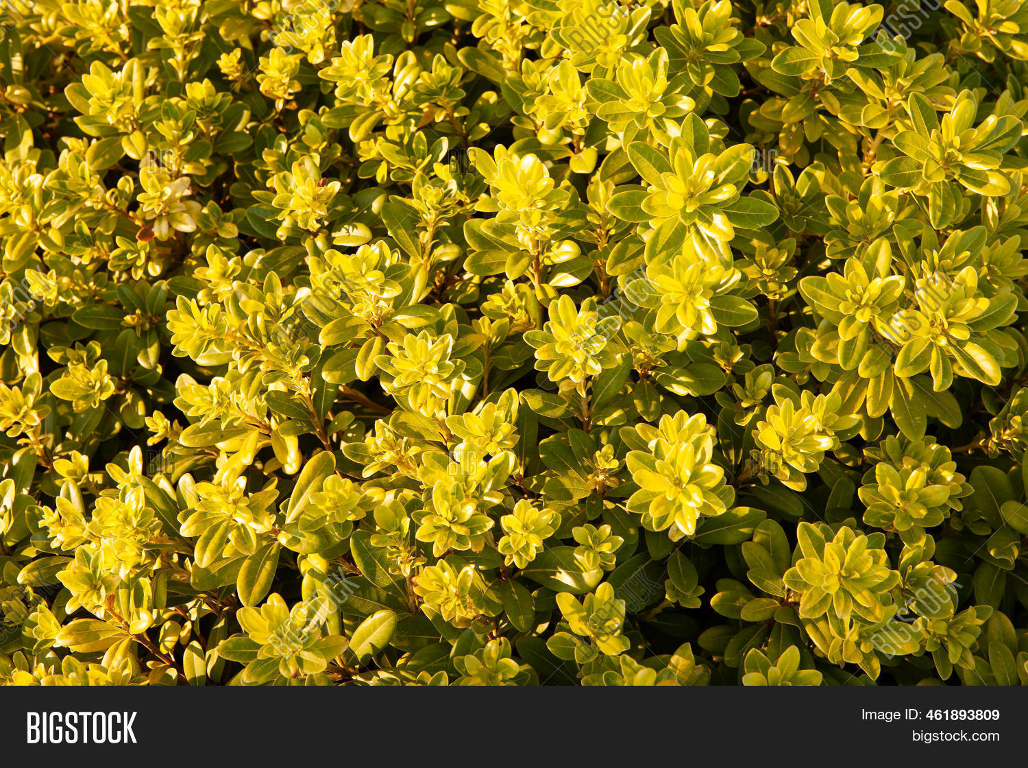 Bright Foliage Boxwood Image & Photo (Free Trial) | Bigstock
