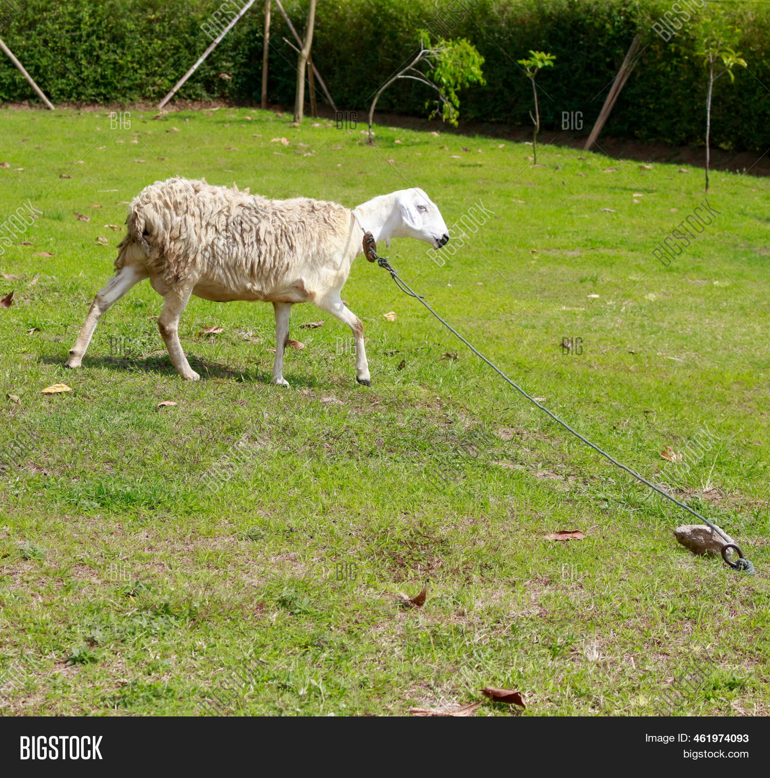 Lamb His Neck Tied Image & Photo (Free Trial) | Bigstock