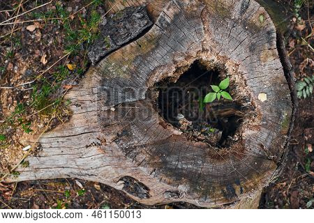 Stump Which New Sprout Image & Photo (Free Trial) | Bigstock