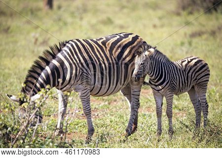 Zebra Cub Watching Image & Photo (Free Trial) | Bigstock