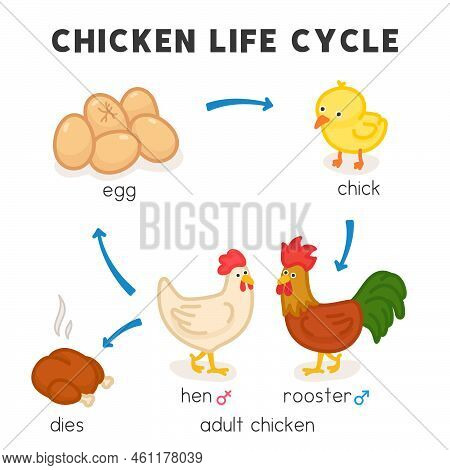 Chicken Life Cycle Vector & Photo (Free Trial) | Bigstock