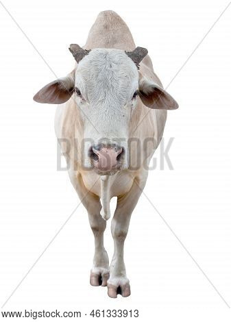Cow Cut Off On Both Image & Photo (Free Trial) | Bigstock