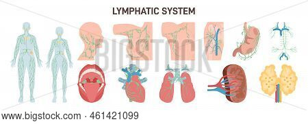 Lymphatic System Nods Vector & Photo (Free Trial) | Bigstock