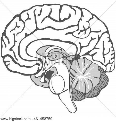 Structure Human Brain Vector & Photo (Free Trial) | Bigstock