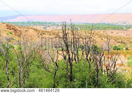 Old Growth Burnt Oak Image & Photo (Free Trial) | Bigstock