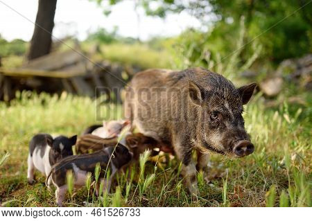 Large Pig Sow Breed Image & Photo (Free Trial) | Bigstock