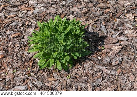 Small Green Bush Image & Photo (Free Trial) | Bigstock