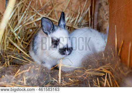25 Day Old Rabbit. Image & Photo (Free Trial) | Bigstock