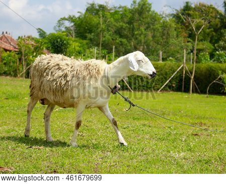 Lamb His Neck Tied Image & Photo (Free Trial) | Bigstock
