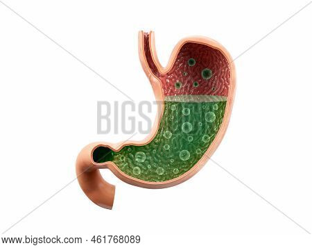 Anatomically Accurate Image & Photo (Free Trial) | Bigstock