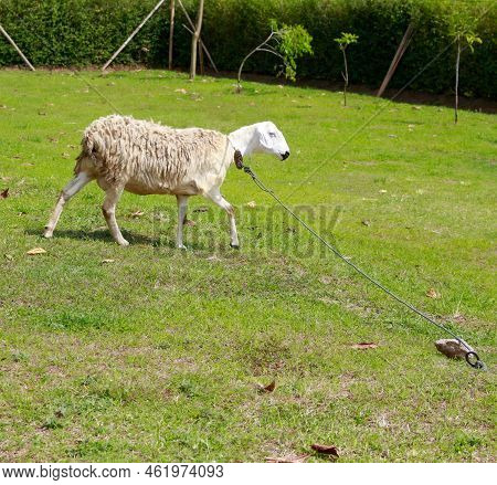 Lamb His Neck Tied Image & Photo (Free Trial) | Bigstock